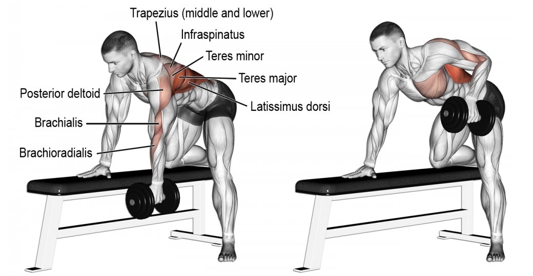 4 reasons you need one arm dumbbell row Fitness Workouts Exercises